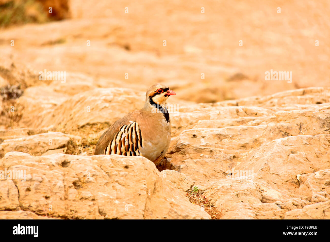 Partridge Pen High Resolution Stock Photography and Images - Alamy