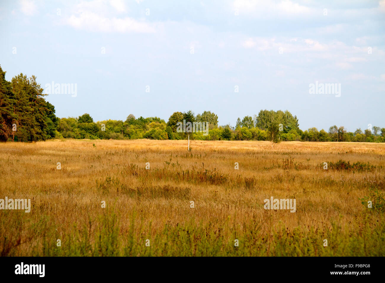 grass valley in forest during summer Stock Photo - Alamy