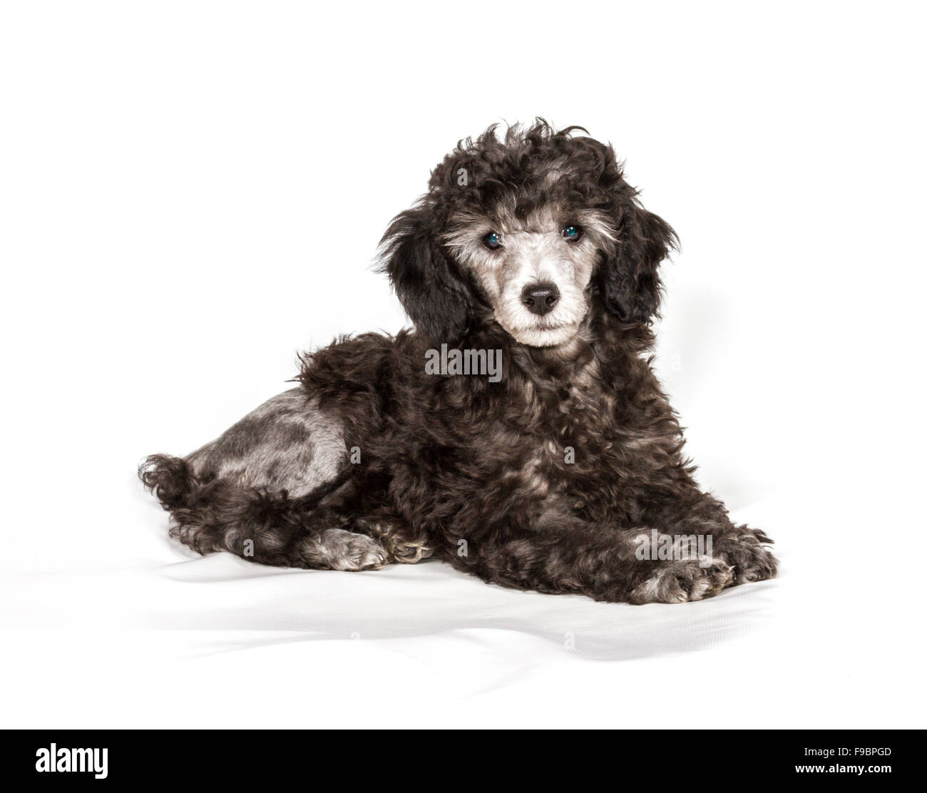 Poodle in front of white background Stock Photo - Alamy