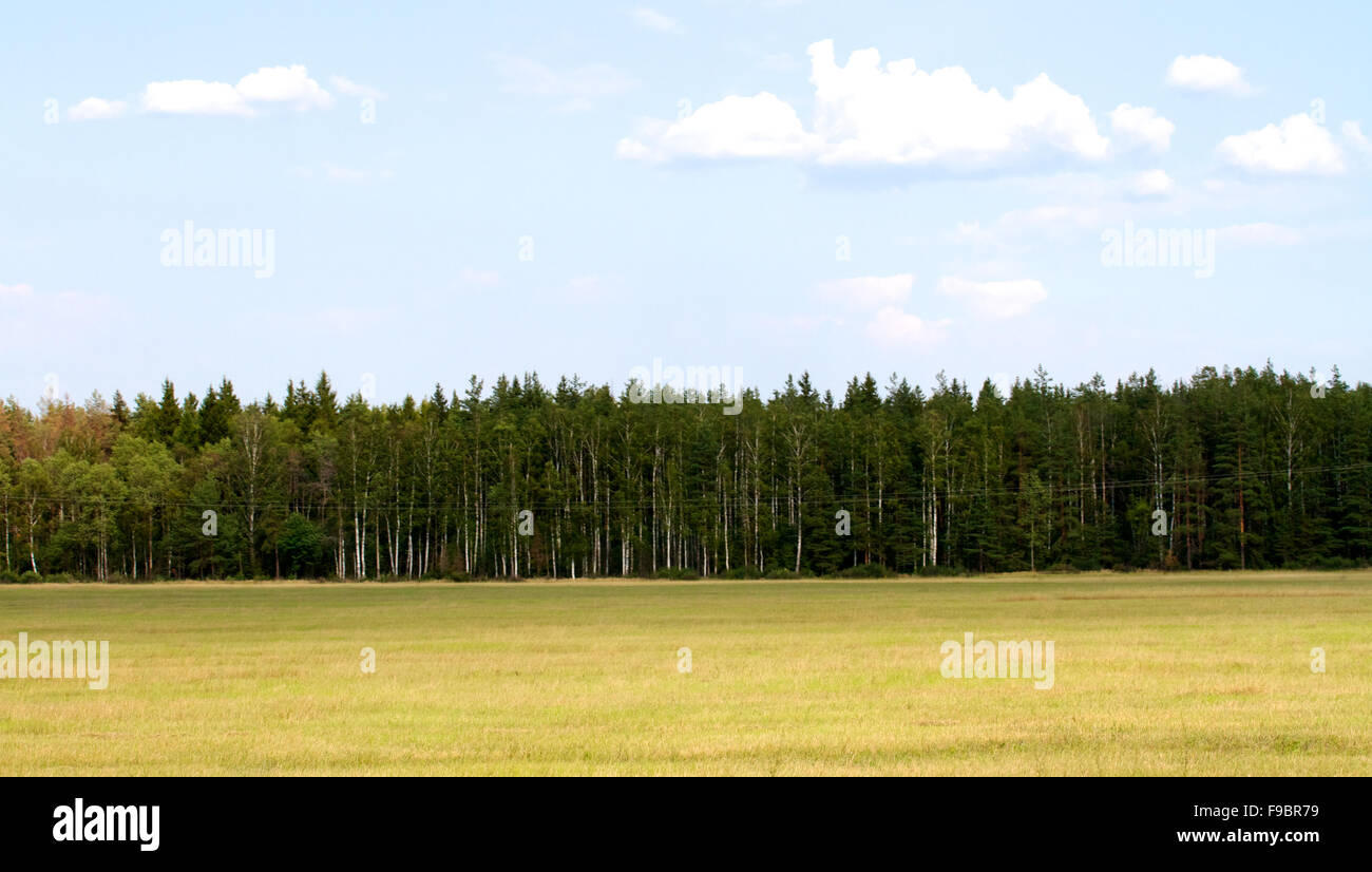 grass valley in forest during summer Stock Photo - Alamy