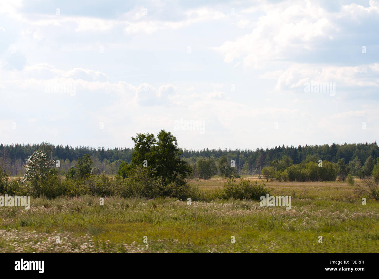 grass valley in forest during summer Stock Photo - Alamy
