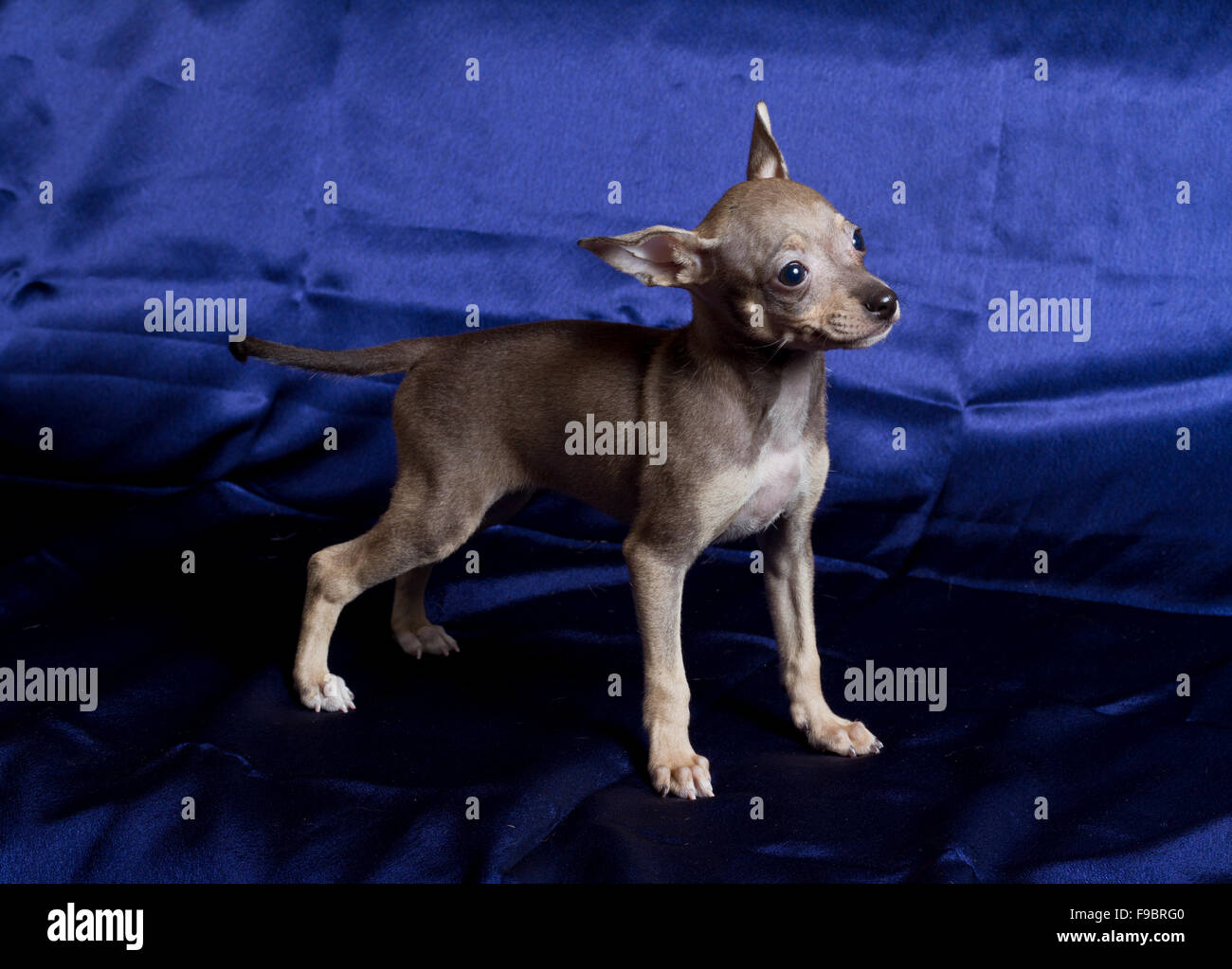 Russian toy terrier Stock Photo - Alamy