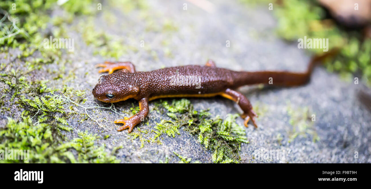 California Newt, Taricha torosa, in Leaves Stock Photo - Alamy