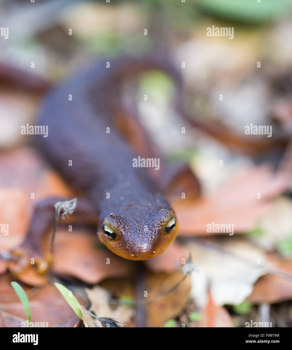 Rough skinned newt hi-res stock photography and images - Alamy