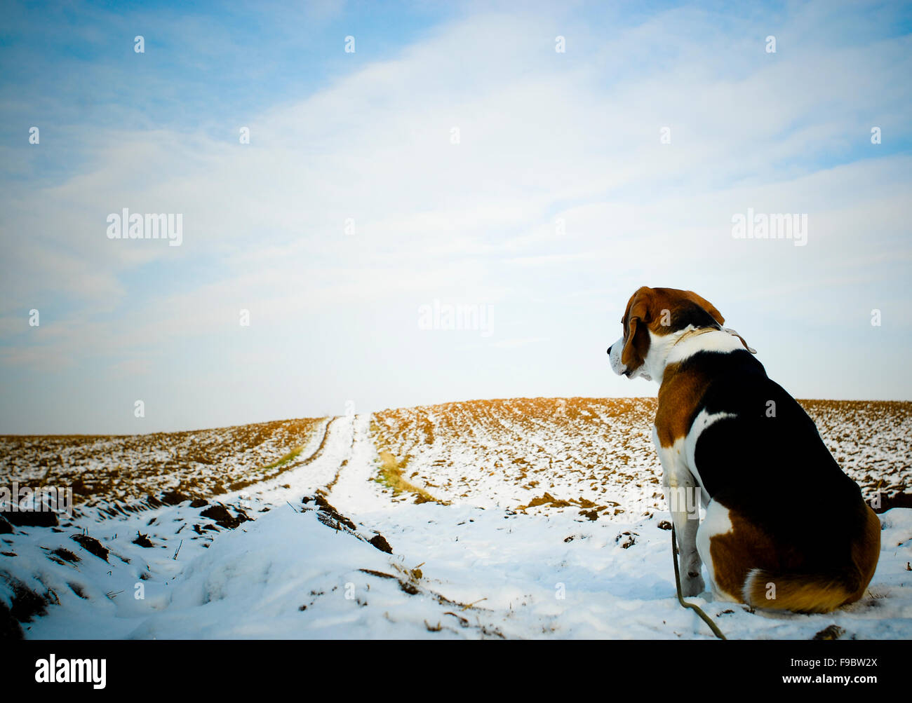 Cute dog is playing outside Stock Photo - Alamy