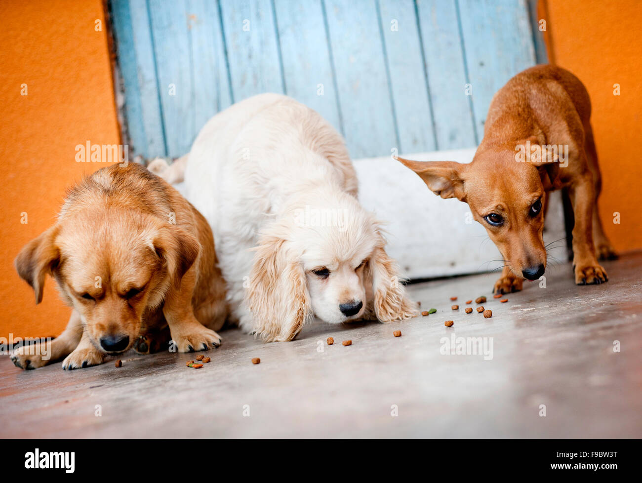 Cute dogs are eating dog food Stock Photo - Alamy