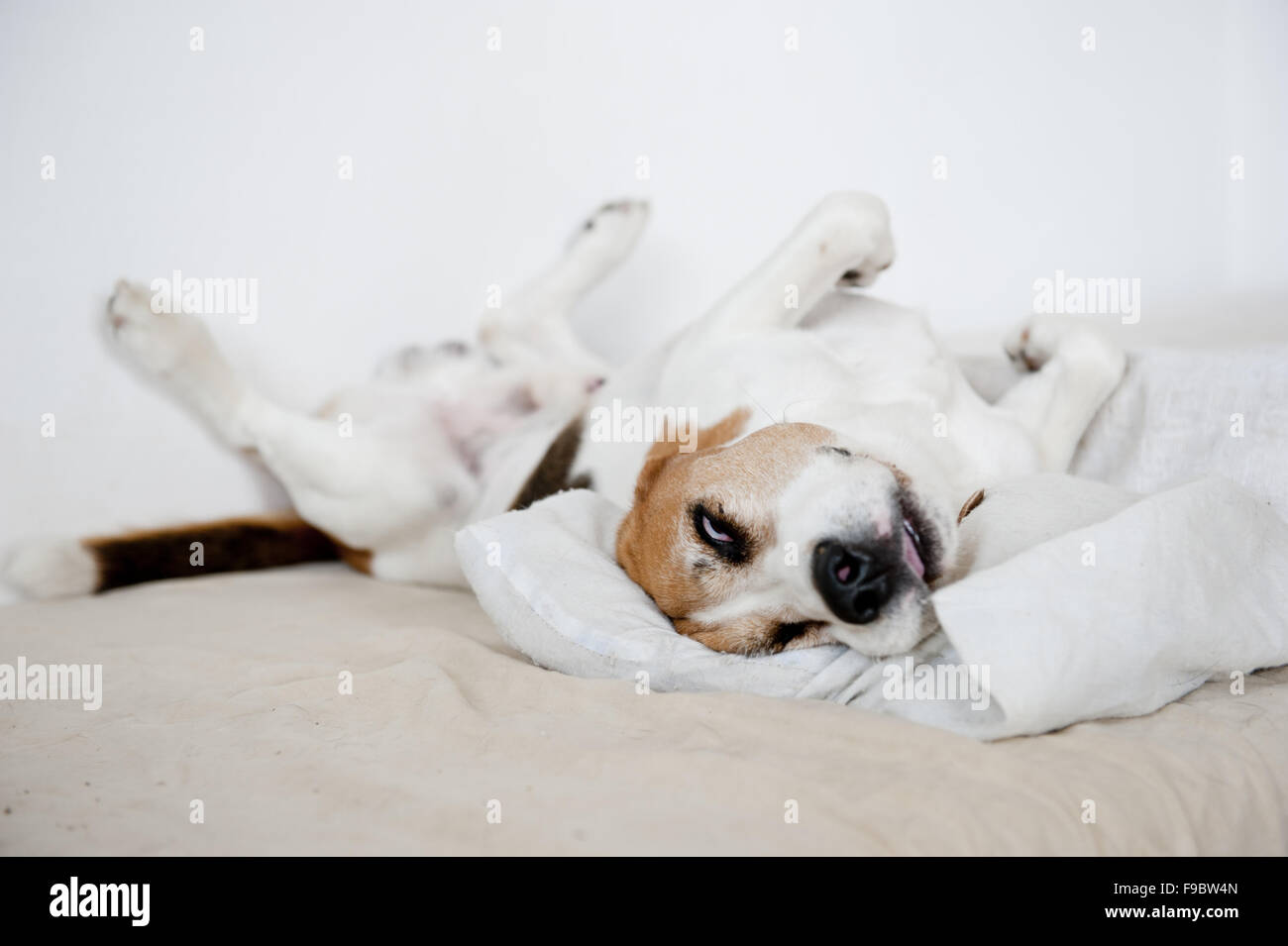 Puppies Sleeping In Cute Positions