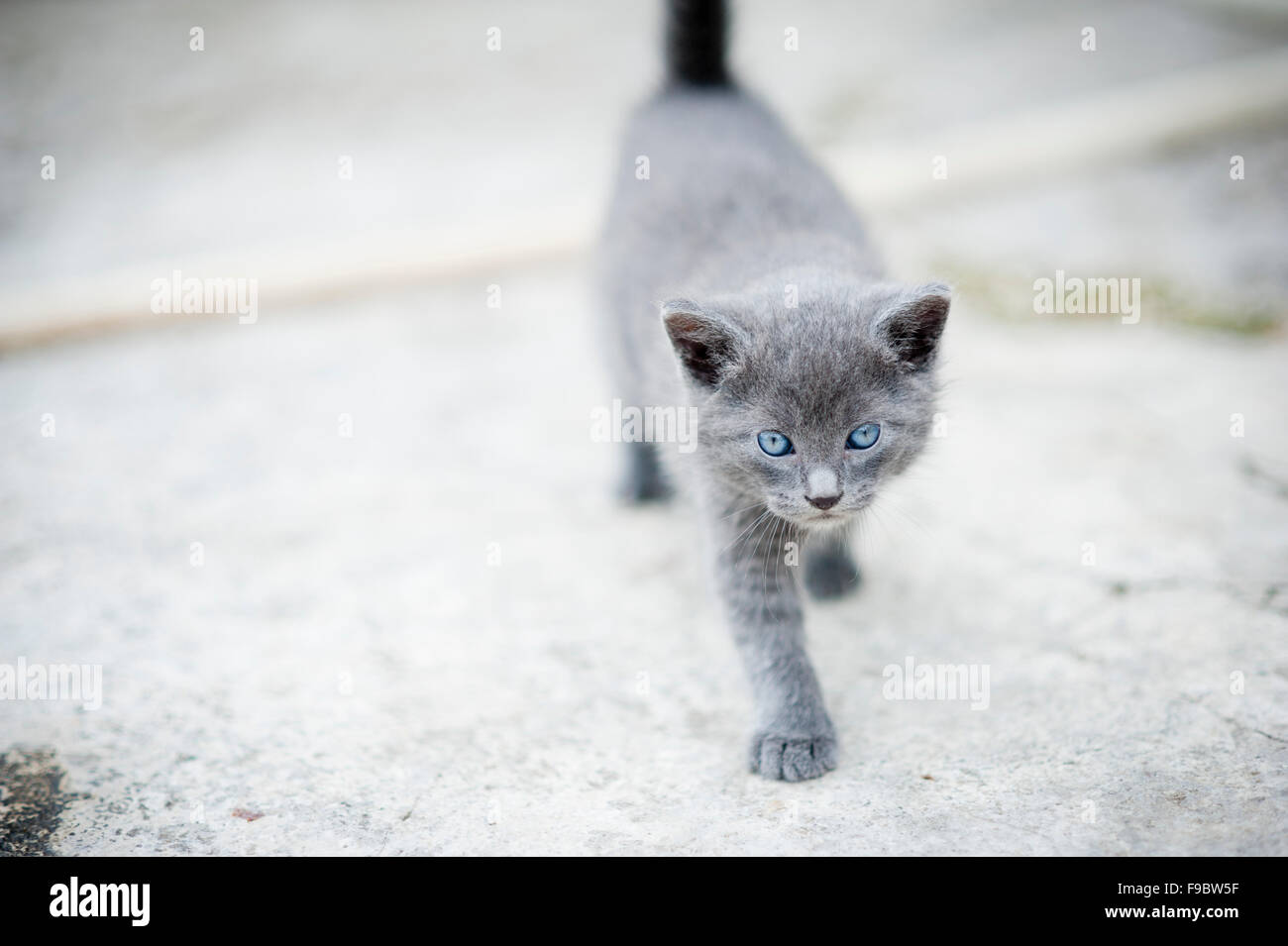 A cute grey kitten is walking outside Stock Photo - Alamy