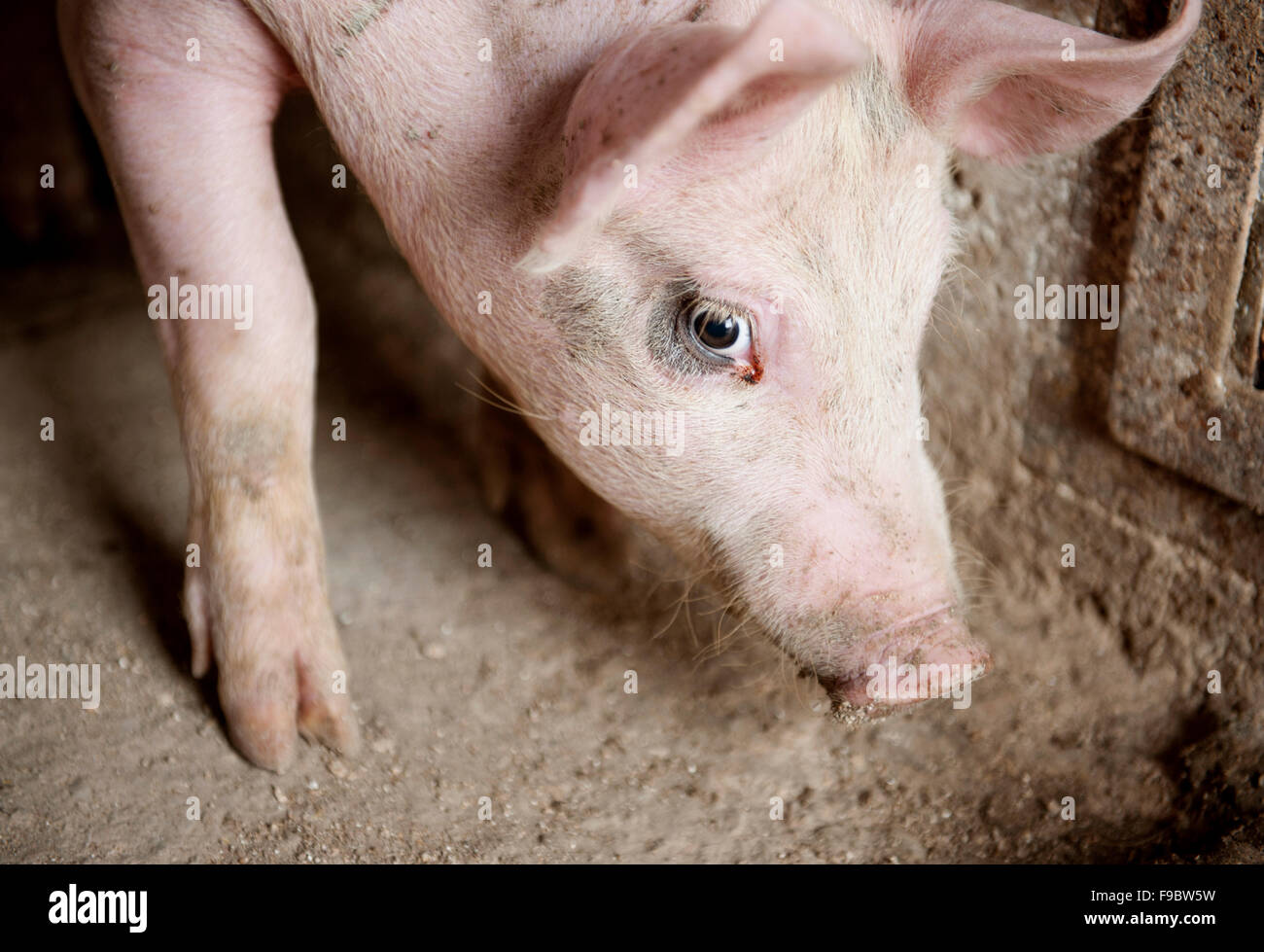Old pigs hi-res stock photography and images - Alamy
