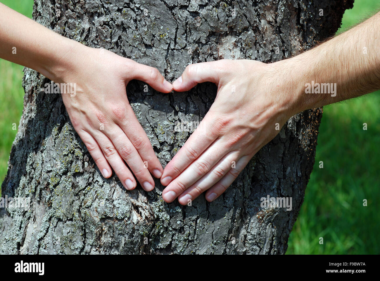 Couple is putting their hands on tree in a shape of heart Stock Photo ...