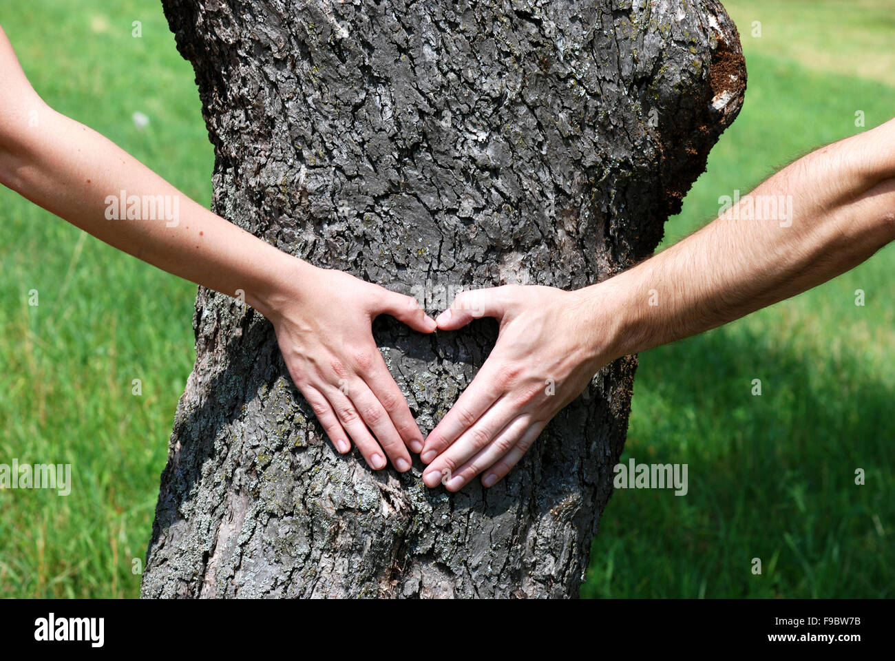 Couple is putting their hands on tree in a shape of heart Stock Photo ...
