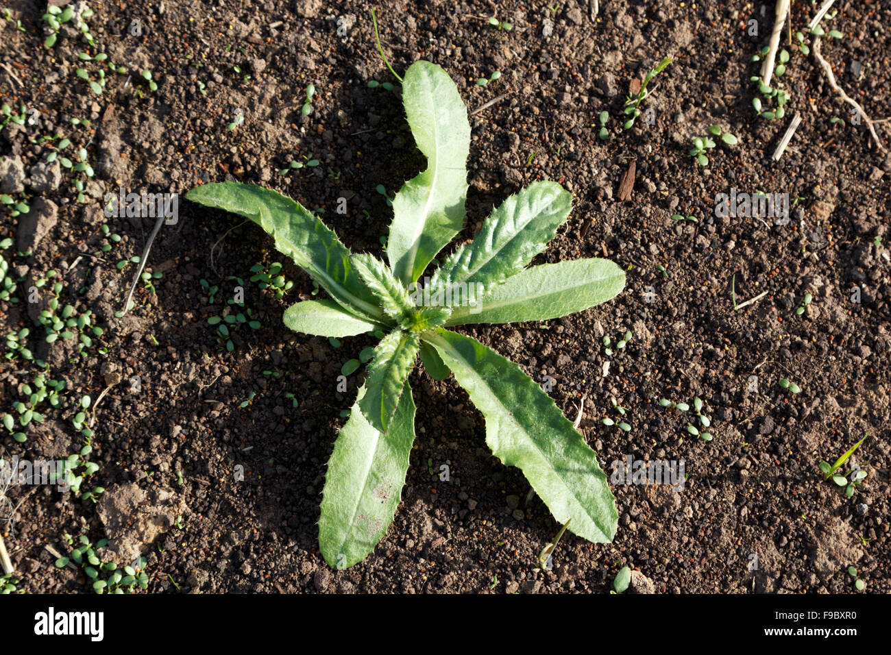 sowthistle sprouted from the ground among the young clover sprouts ...