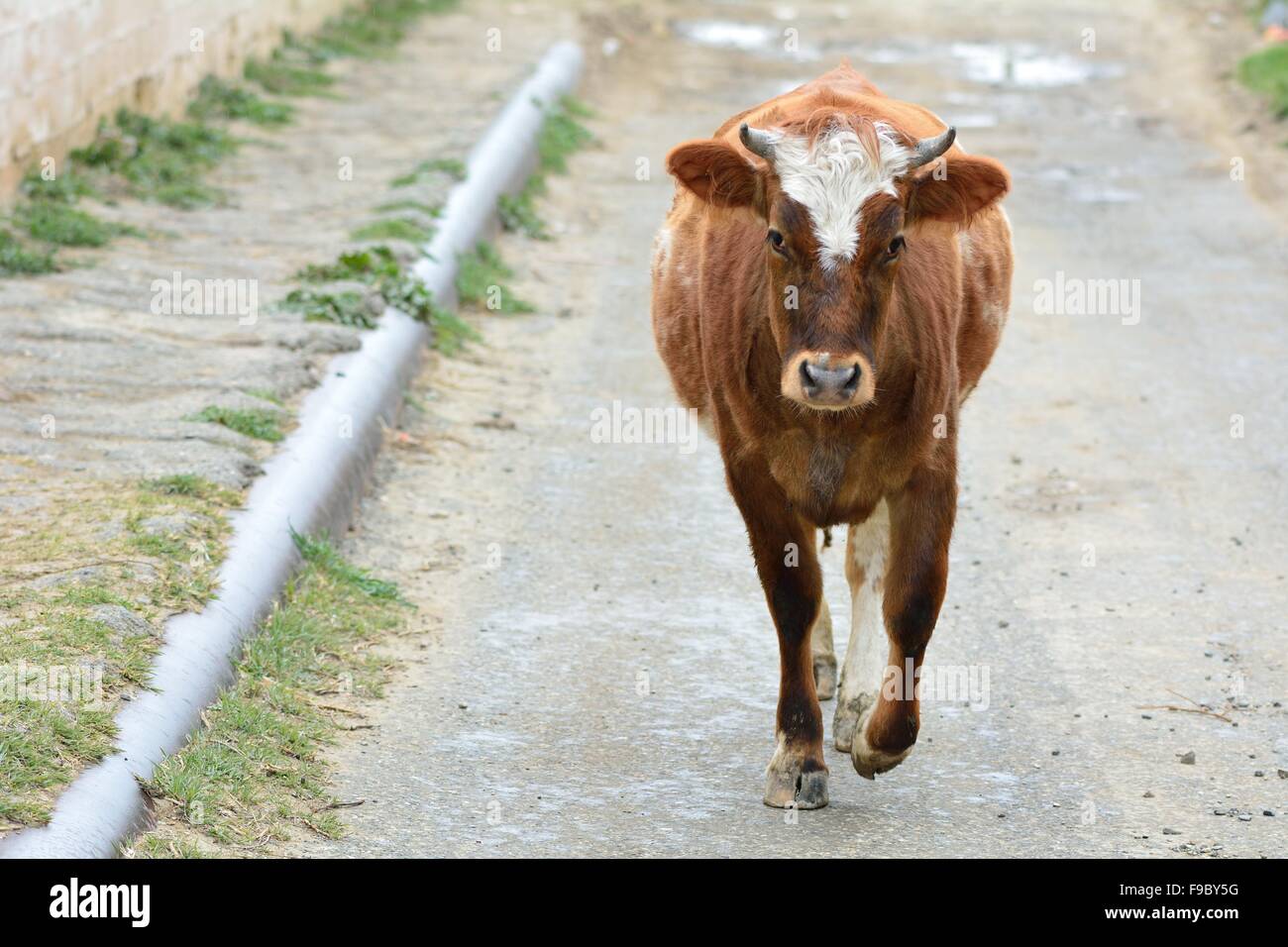 Cow calf walking forward hi-res stock photography and images - Alamy