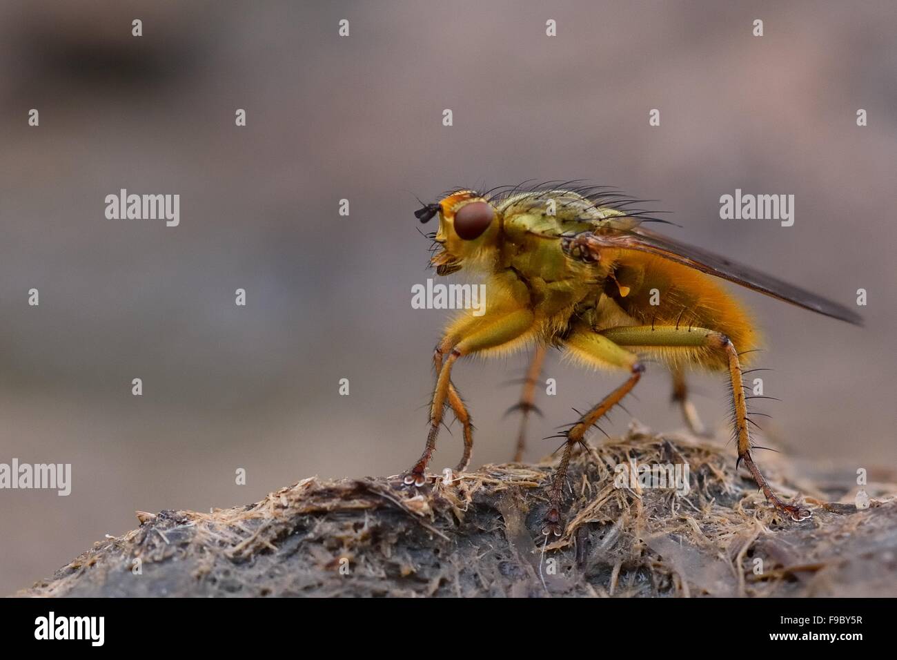 Scatophagous hi-res stock photography and images - Alamy