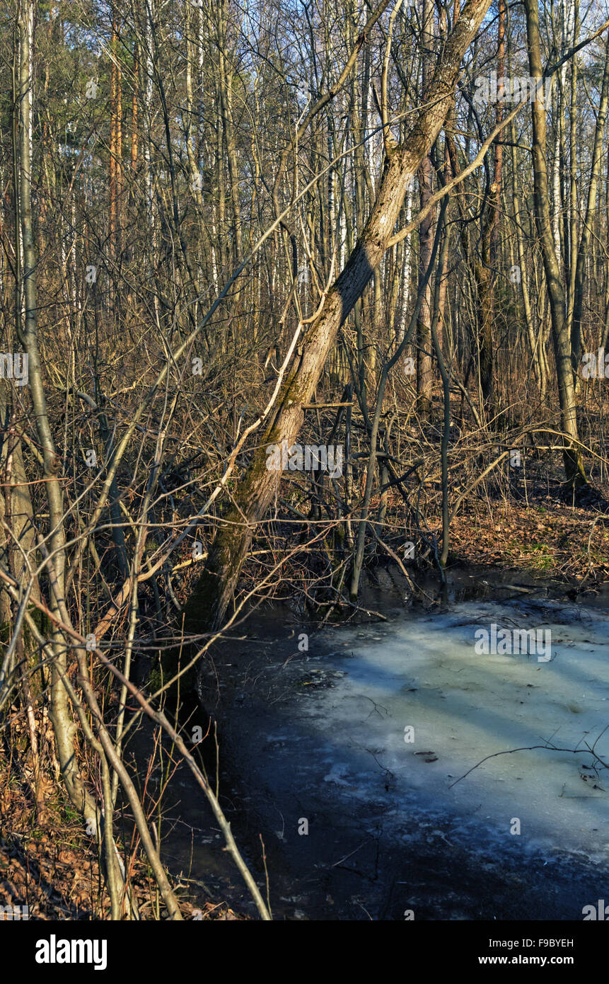 Spring forest landscape with water, ice and bushes Stock Photo - Alamy