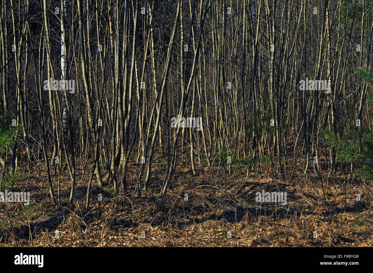 Spring forest landscape with dense rows of small trees Stock Photo - Alamy