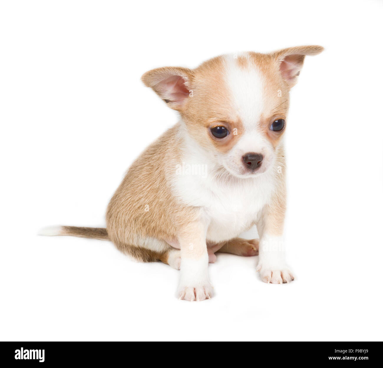 Chihuahua puppy in front of white background Stock Photo - Alamy