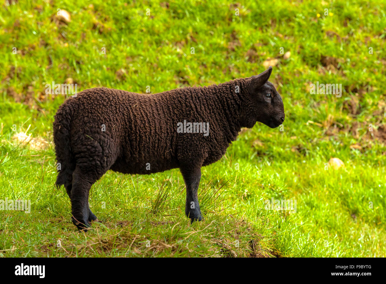 Highlander Black Lamb Stock Photo - Alamy