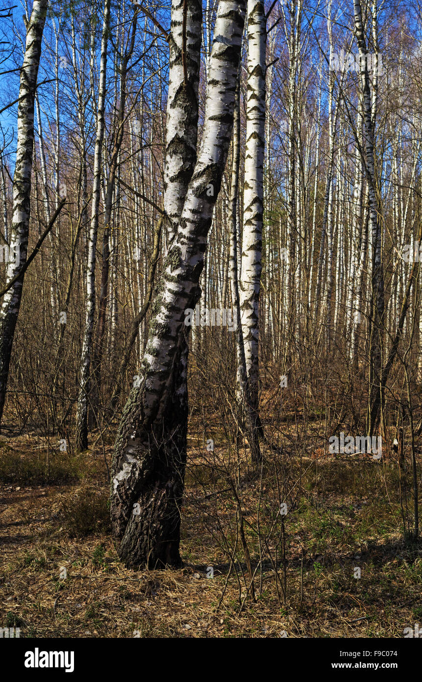 Tall dense old spruce trees hi-res stock photography and images - Alamy