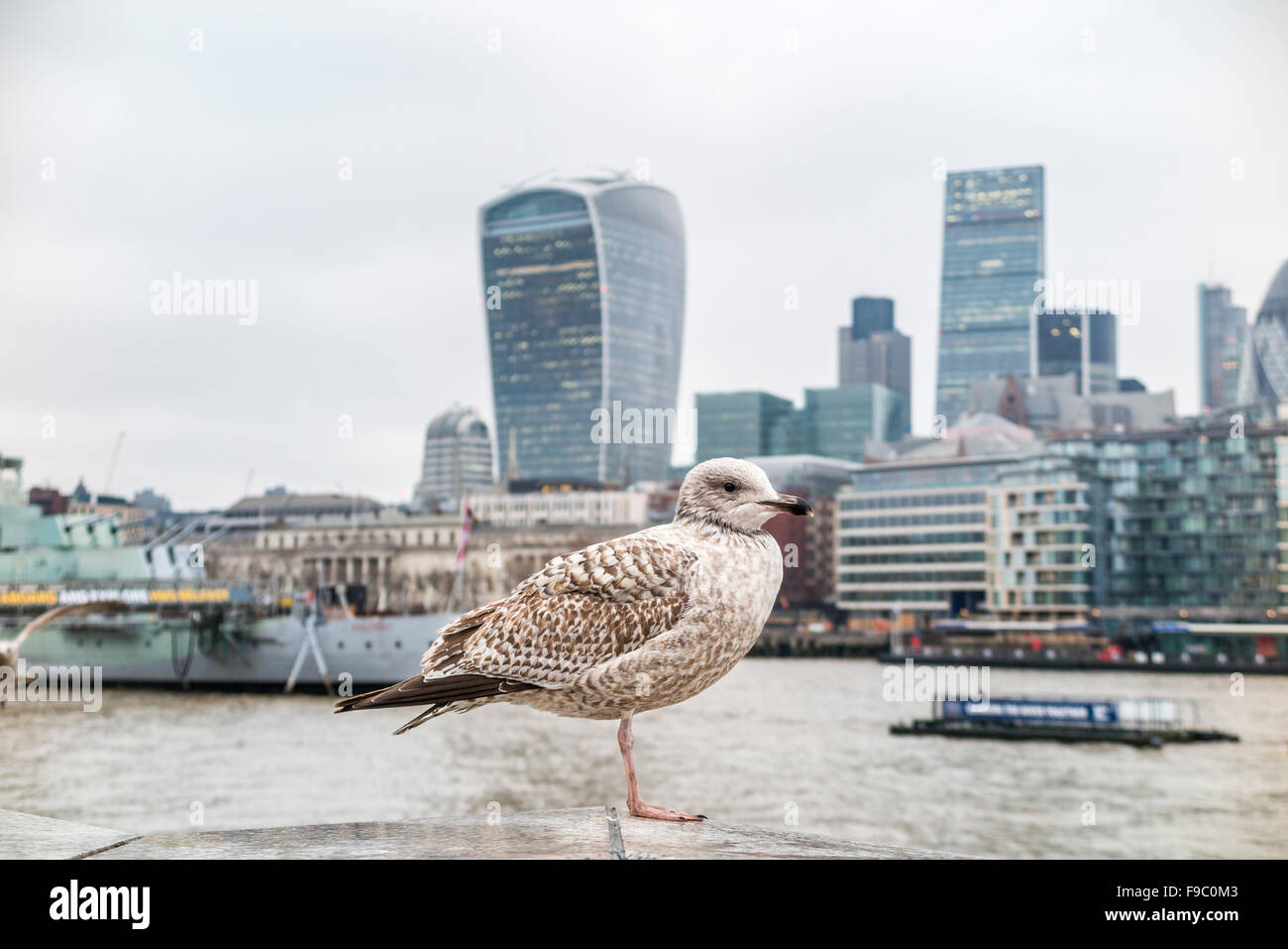 Juvenile, fledgling seagull with the River Thames and iconic City of ...