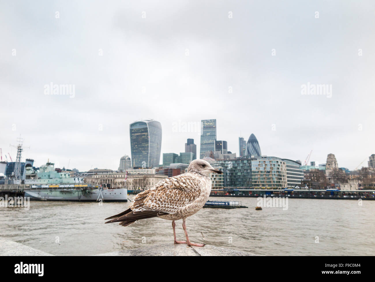 Juvenile, fledgling seagull with the River Thames and iconic City of ...