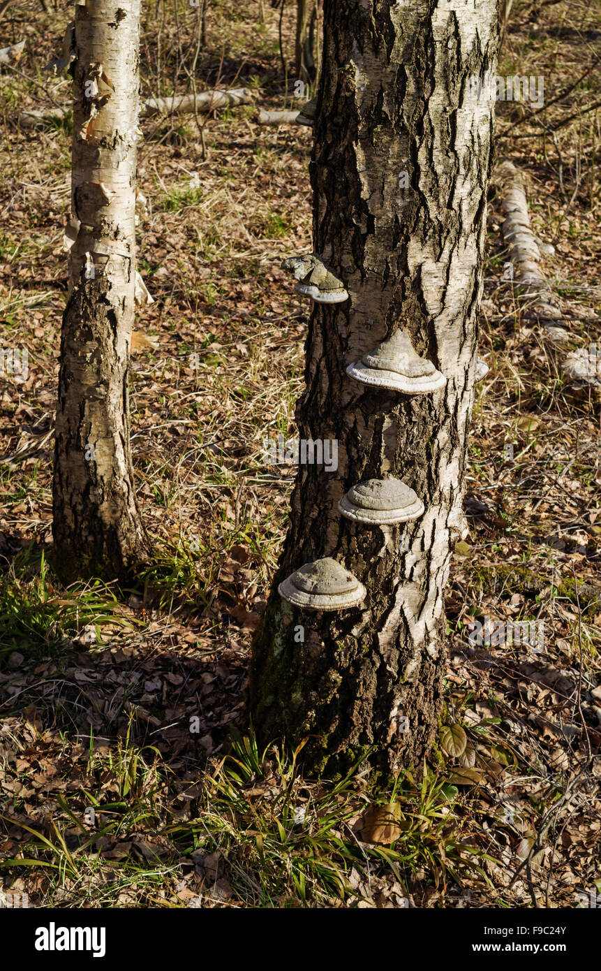 Spring forest landscape with tree mushrooms and birch trees Stock Photo ...