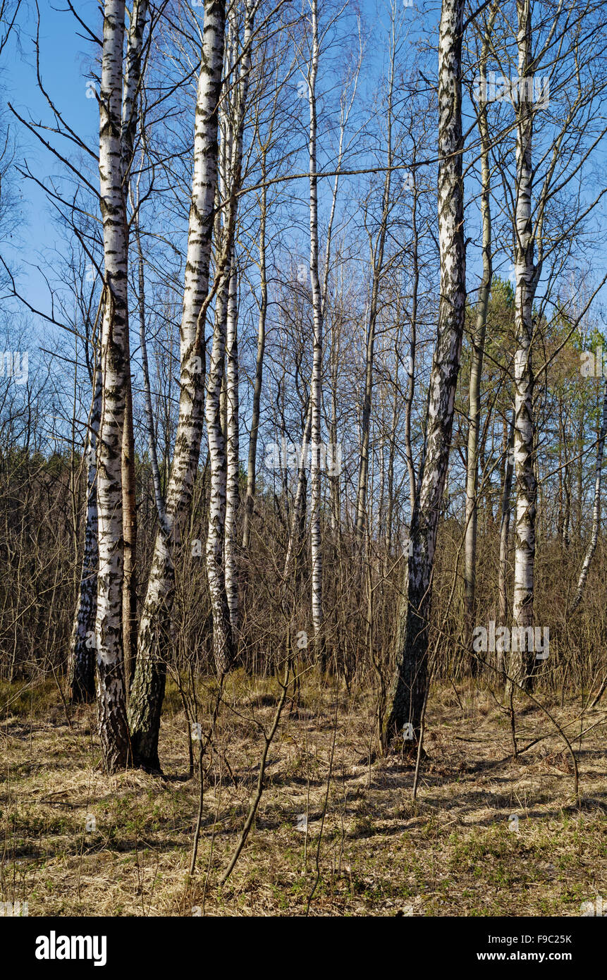 Spring forest landscape with path and birch trees Stock Photo - Alamy