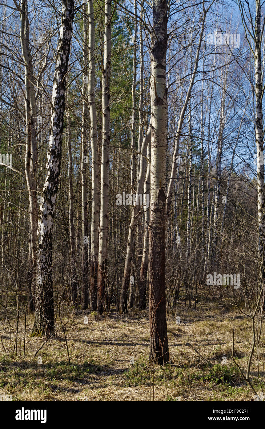 Spring forest landscape with path and birch trees Stock Photo - Alamy