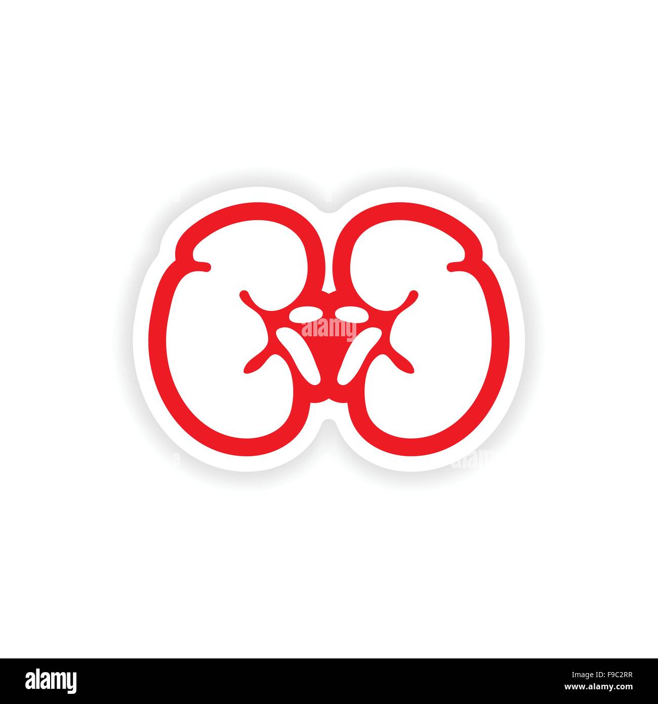 Kidney renal blood vessel anatomy hi-res stock photography and images ...