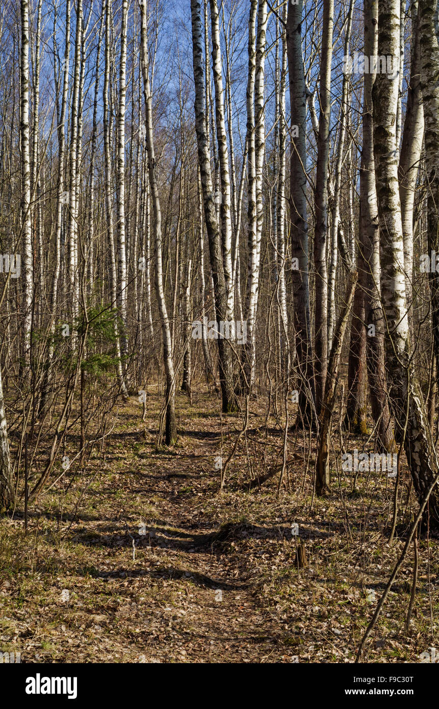 Spring forest landscape with path and birch trees Stock Photo - Alamy