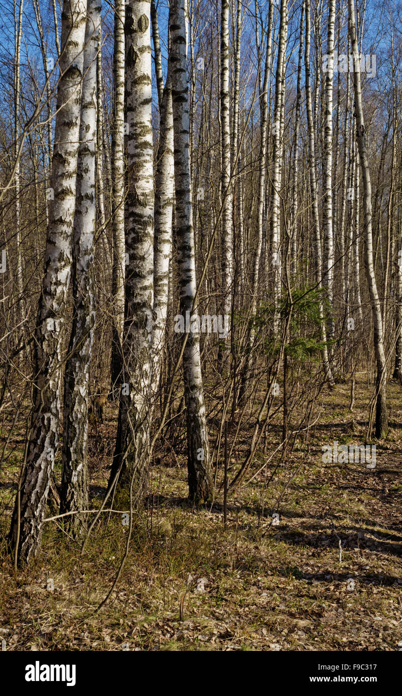 Spring forest landscape with path and birch trees Stock Photo - Alamy