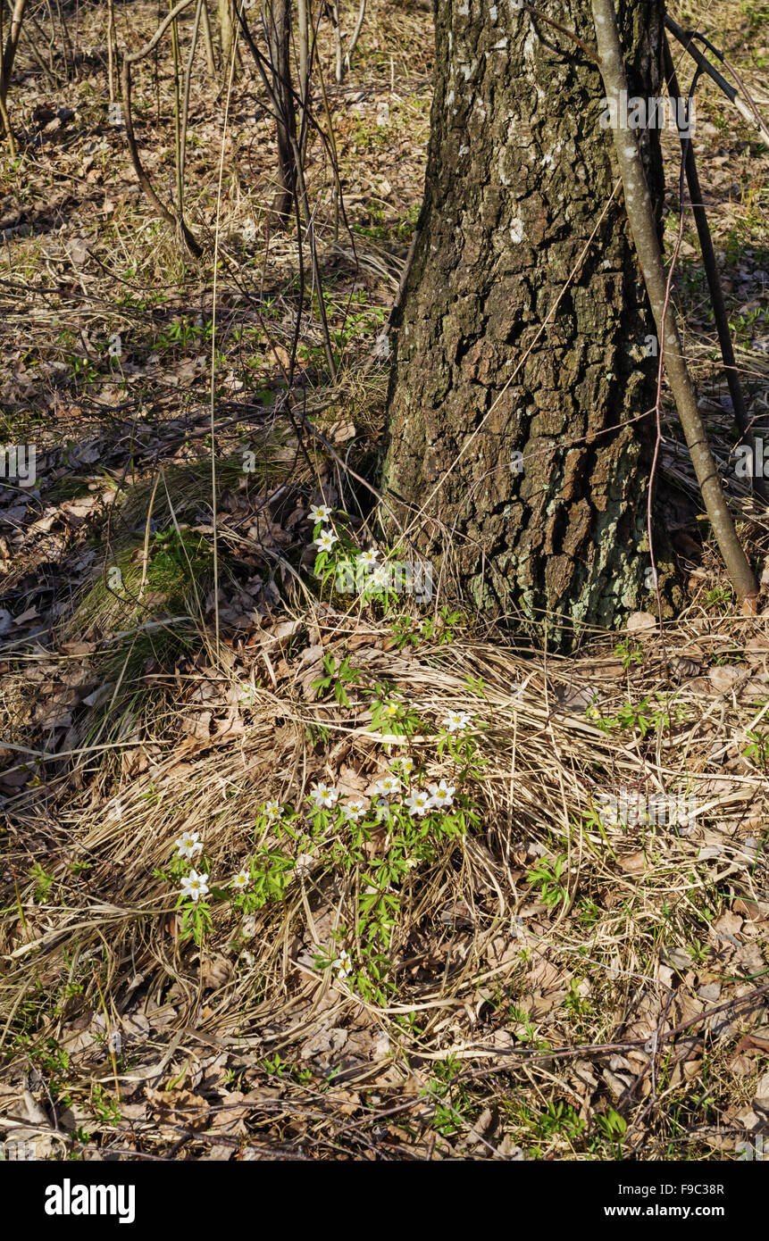 Spring forest landscape with white flowers and birch tree Stock Photo ...