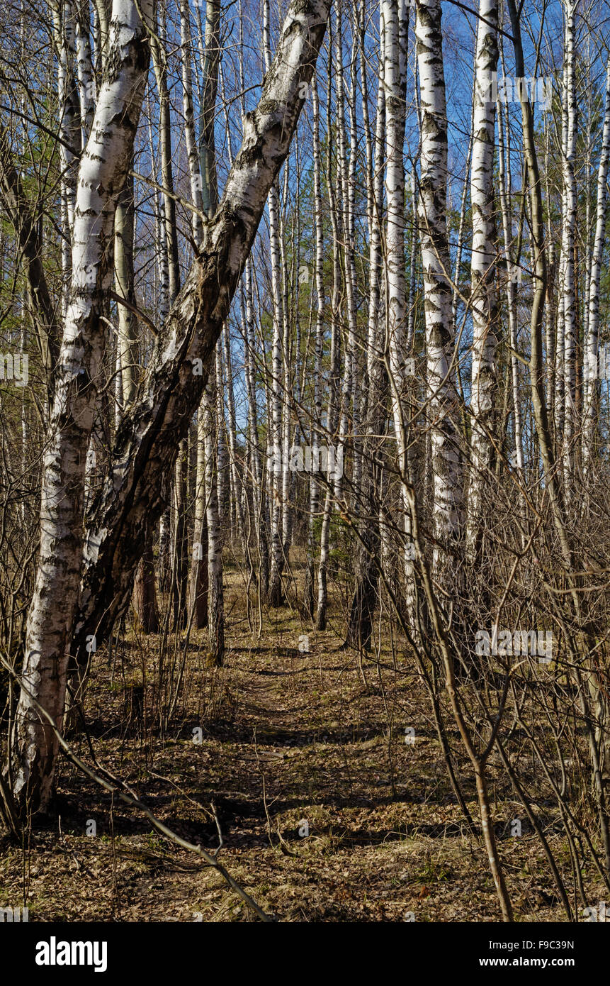 Spring forest landscape with path and birch trees Stock Photo - Alamy