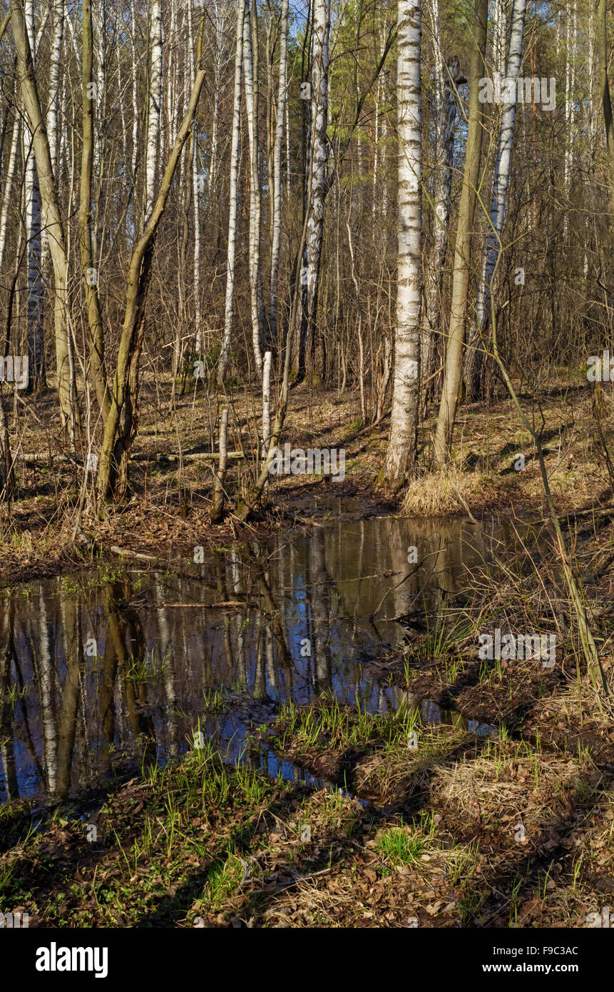 Spring forest landscape with water and birch trees Stock Photo - Alamy