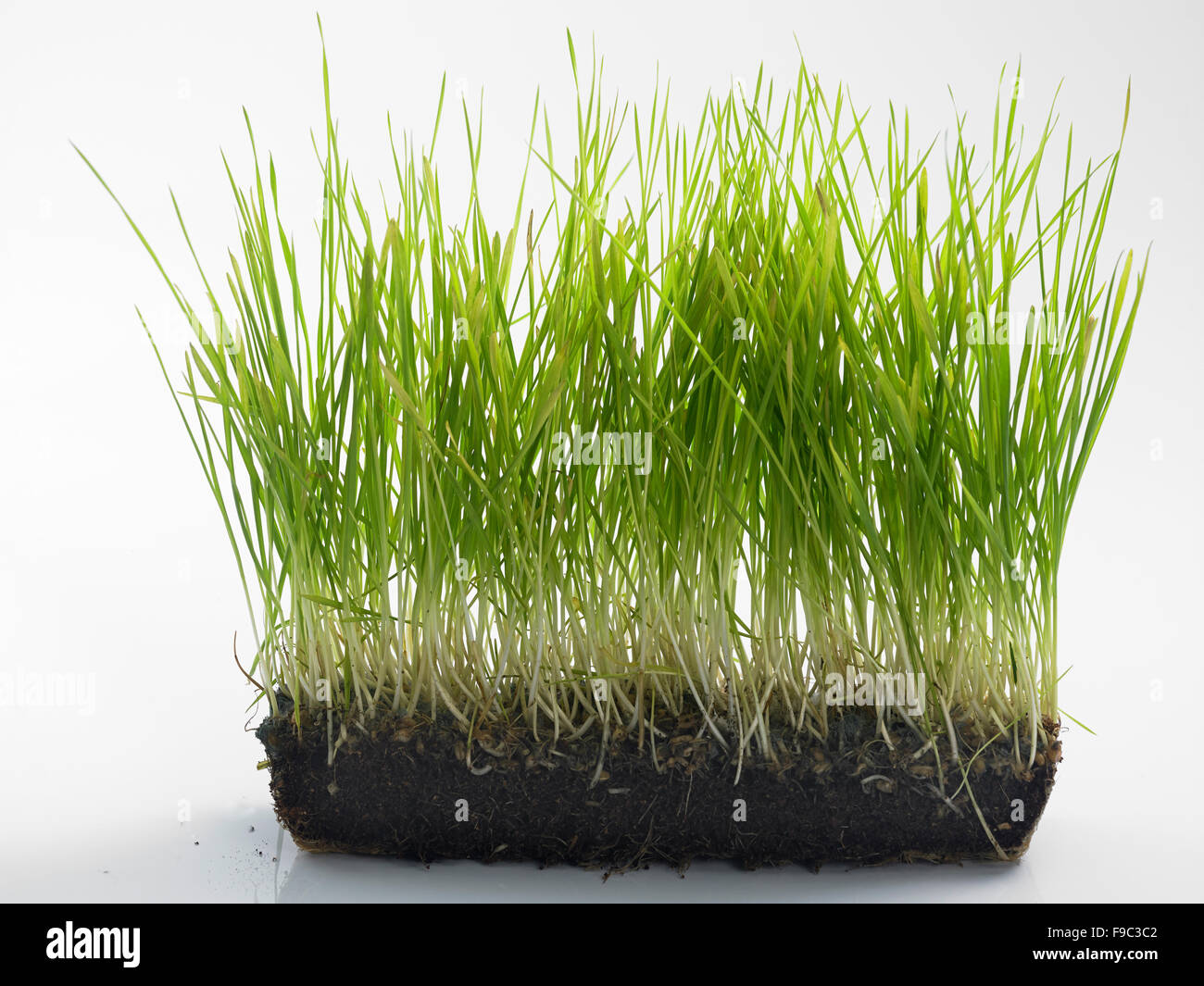 fresh green wheat grass isolated on white background Stock Photo - Alamy