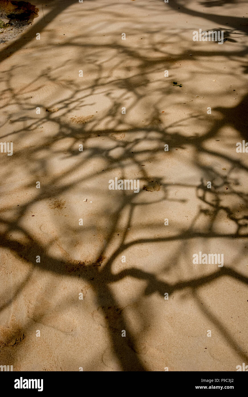 Tree shadows on sandy beach Stock Photo - Alamy