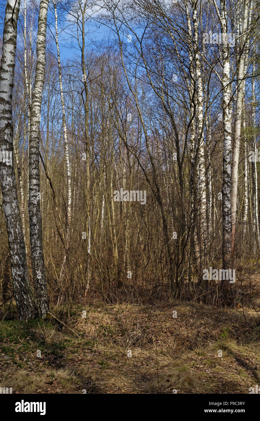 Spring forest landscape with path and birch trees Stock Photo - Alamy