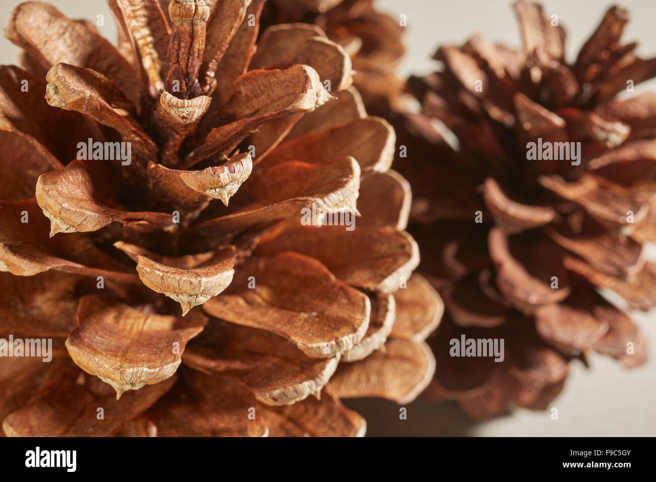 Pine cone still life Stock Photo - Alamy
