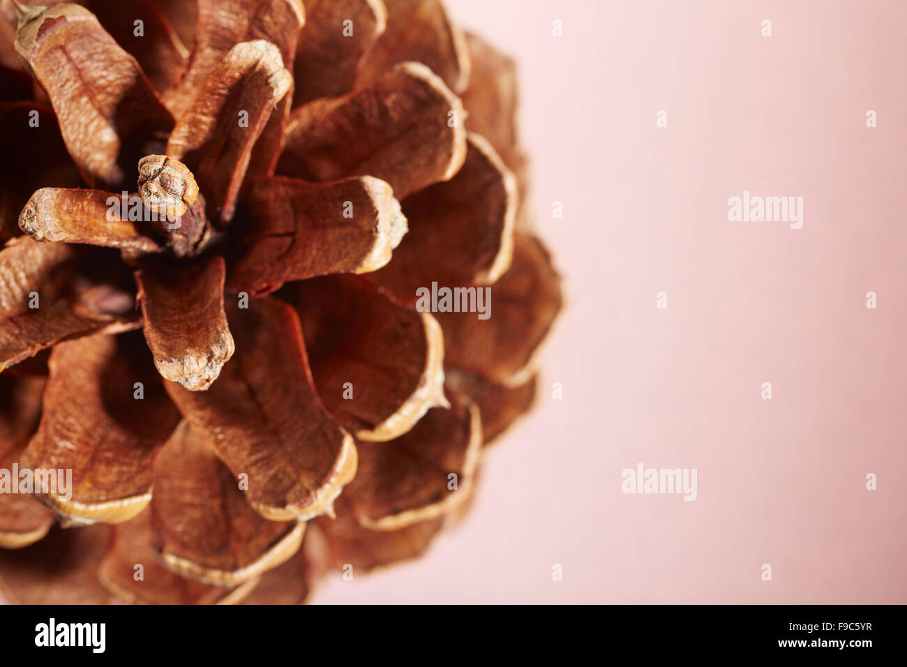 Pine cone seed hi-res stock photography and images - Alamy