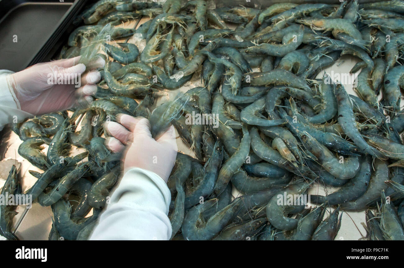 Freshly caught Pacific shrimps are sorted by size and weight at the ...