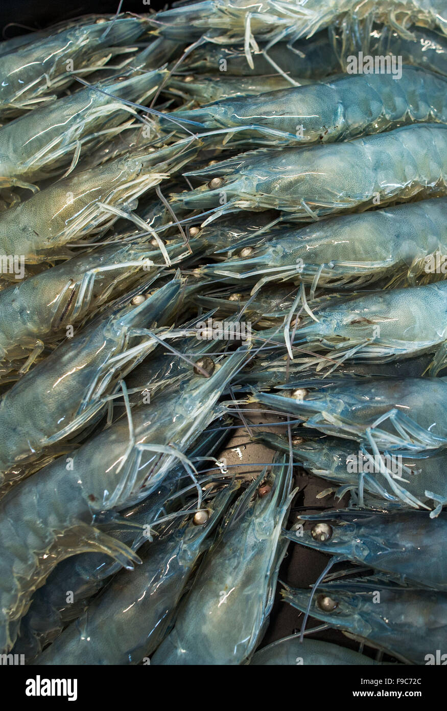 Prawn boxes hi-res stock photography and images - Alamy