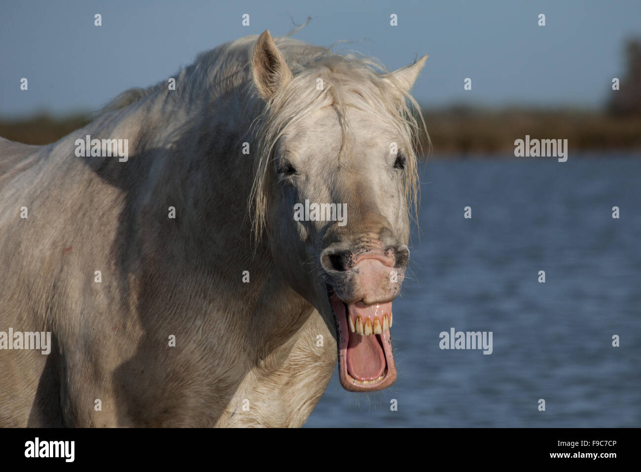 Very vocal mammals hi-res stock photography and images - Alamy