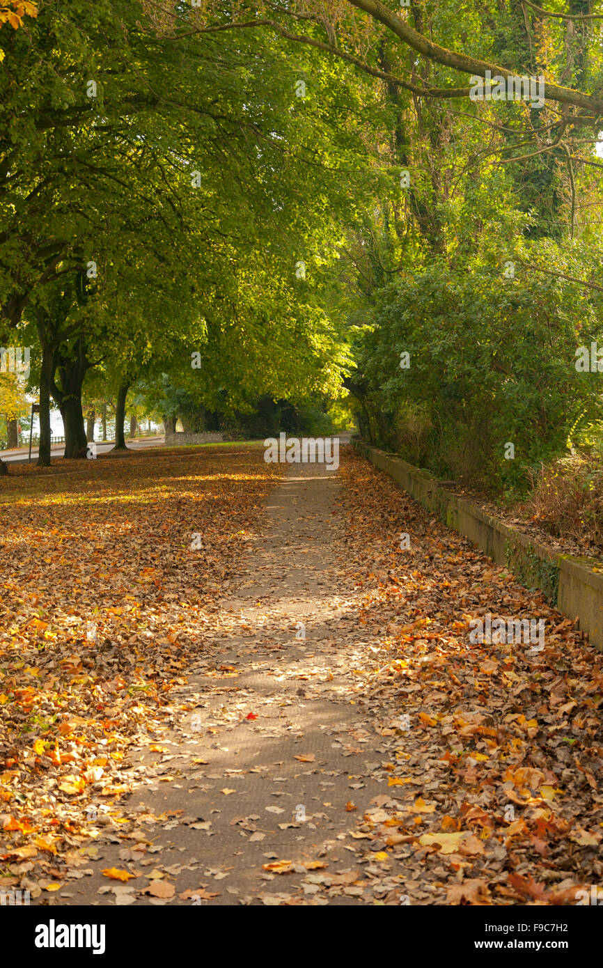 Avenue in autumn Stock Photo - Alamy