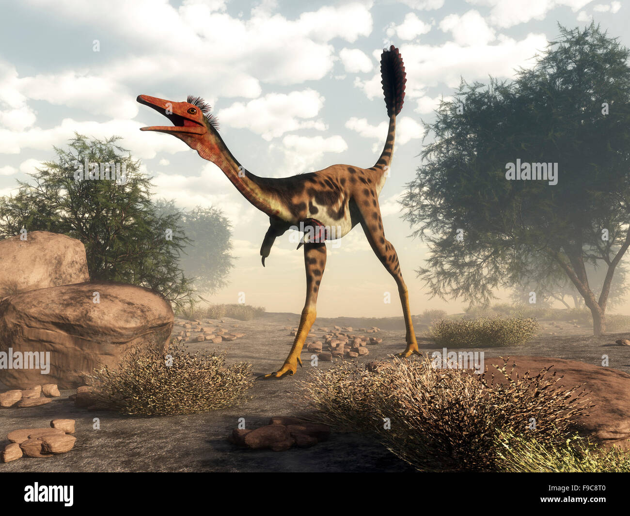 Mononychus olecranus hi-res stock photography and images - Alamy