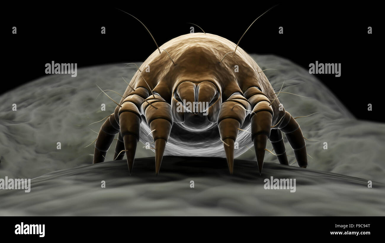 Microscopic visualization of a dust mite Stock Photo - Alamy