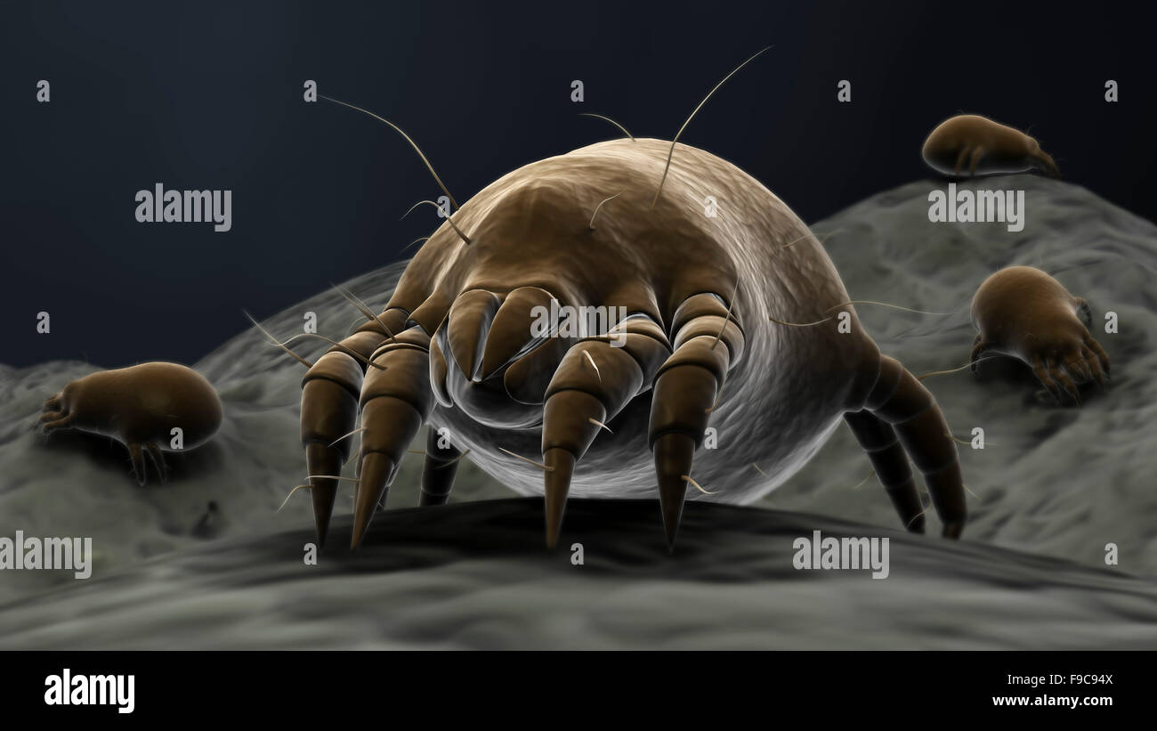 Dust Mite Microscope