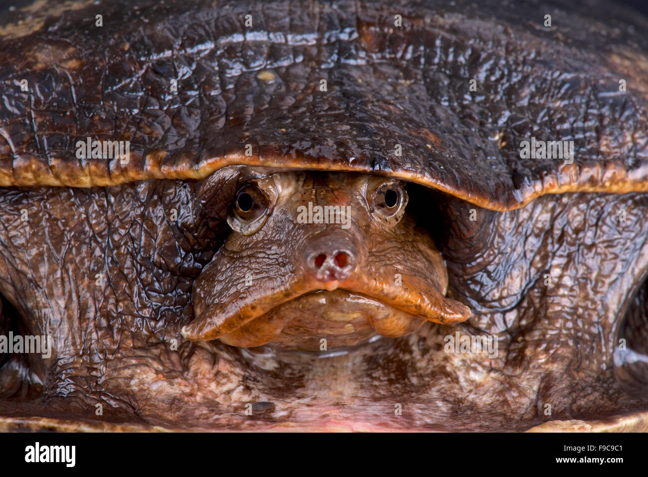 Aubry's flapshell turtle (Cycloderma aubryi Stock Photo - Alamy