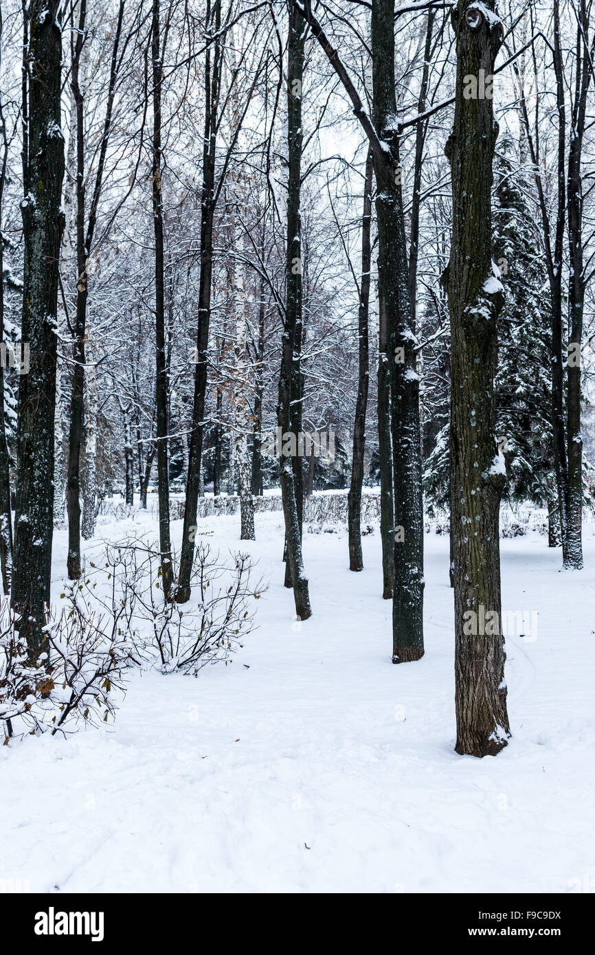 Deciduous tree trunks hi-res stock photography and images - Alamy