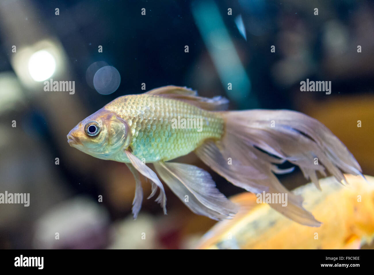 Goldfish tail hi-res stock photography and images - Alamy