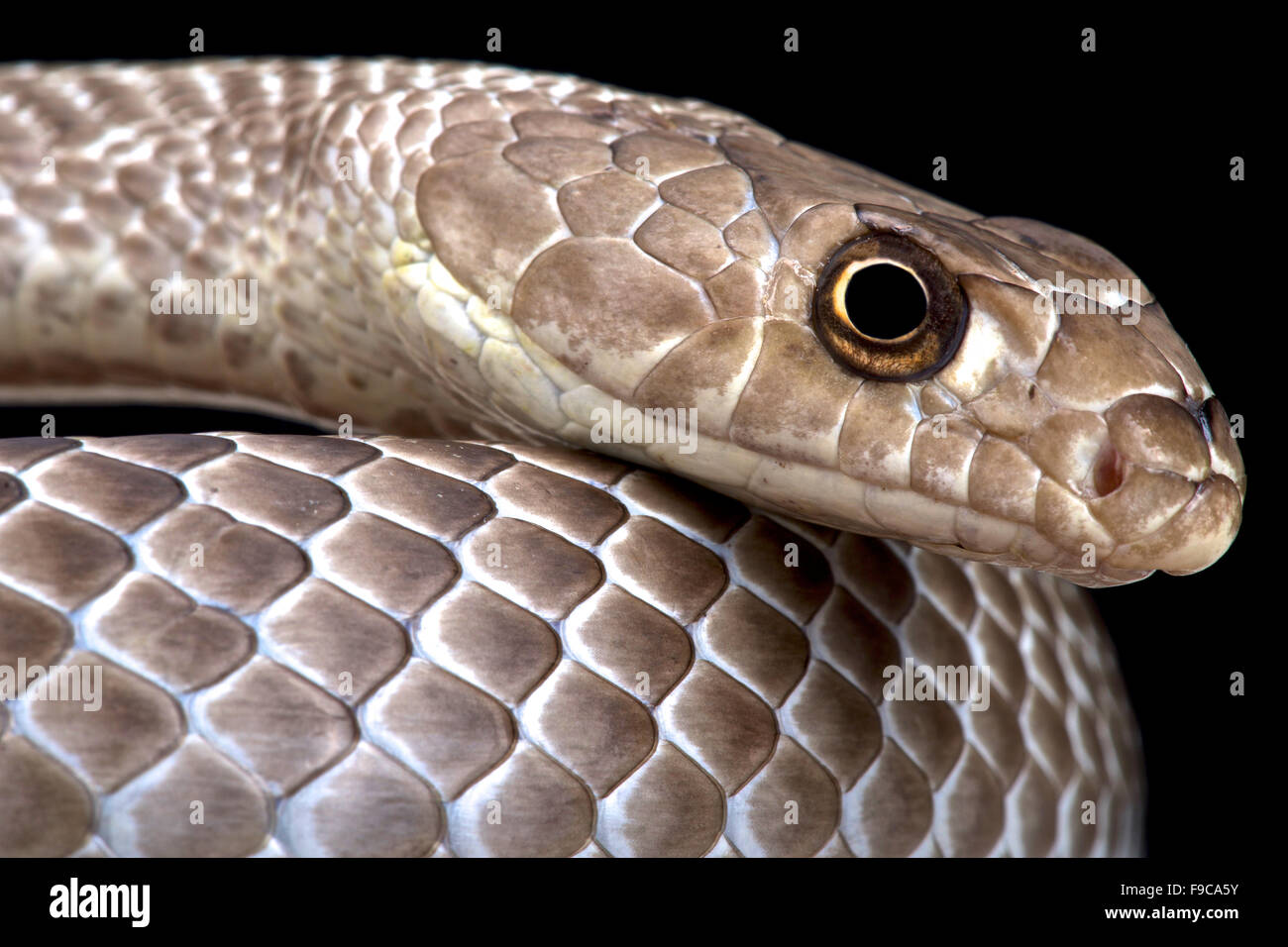 Racer snake hi-res stock photography and images - Alamy